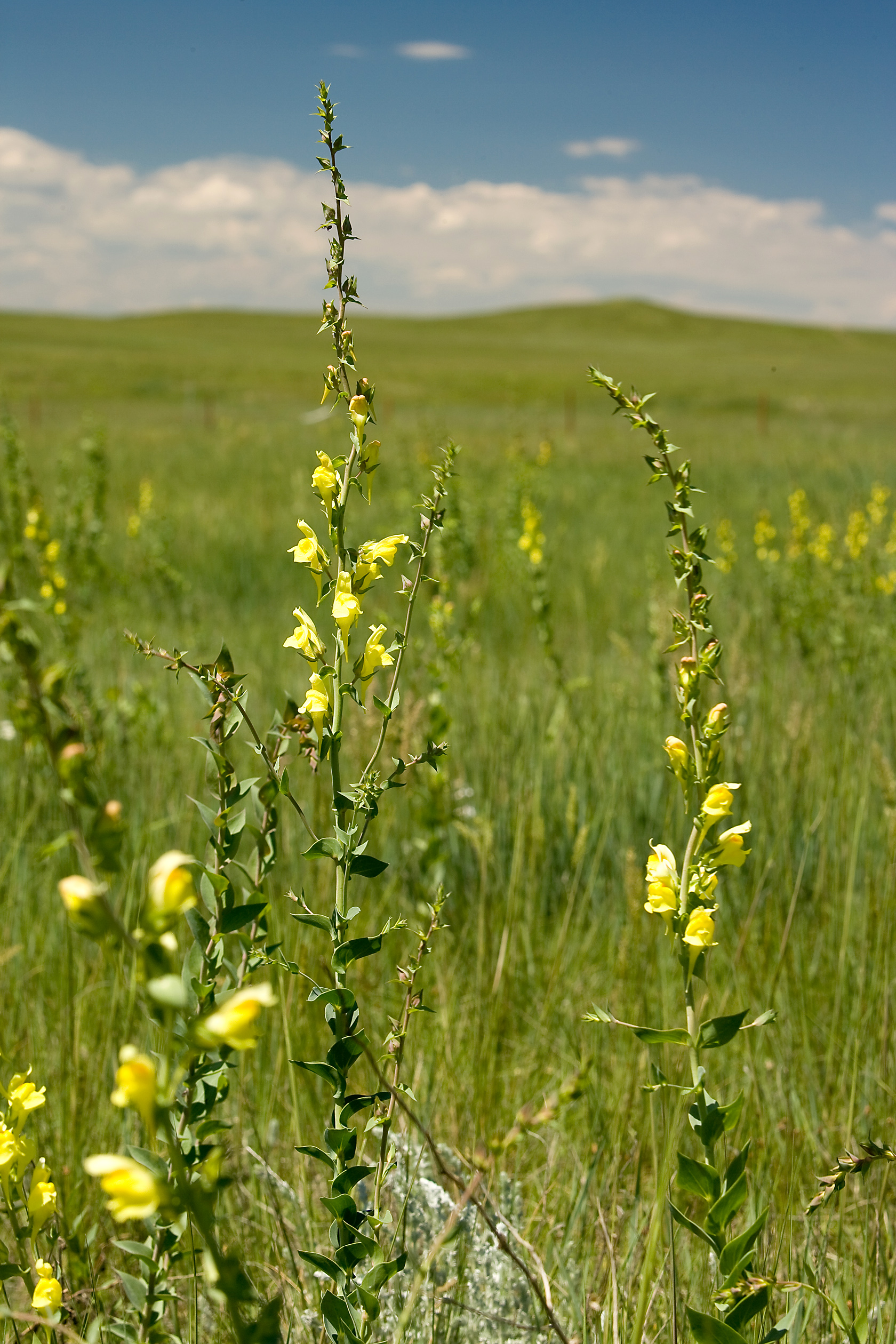 Invasive plant proﬁts from water savings by native plants under ...
