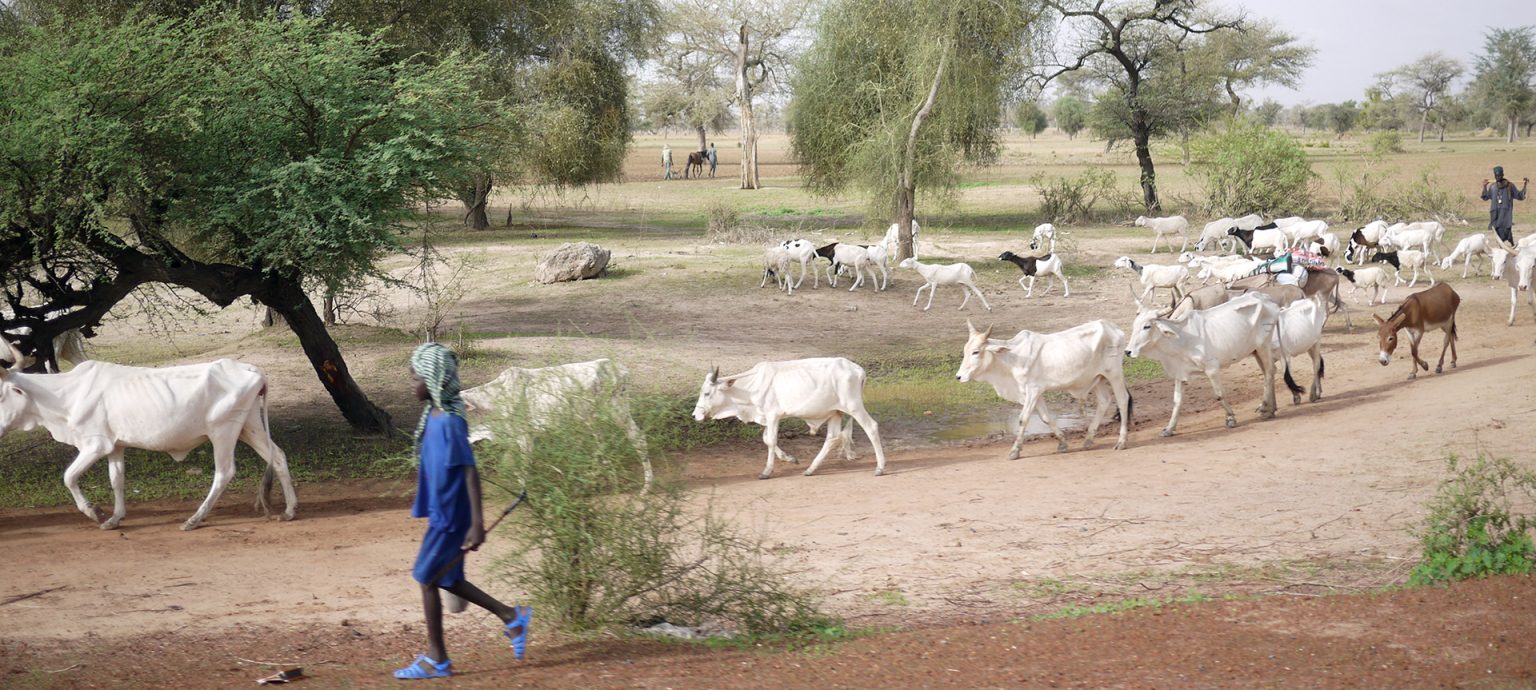 Rural migration links to land use, climate change need more attention ...